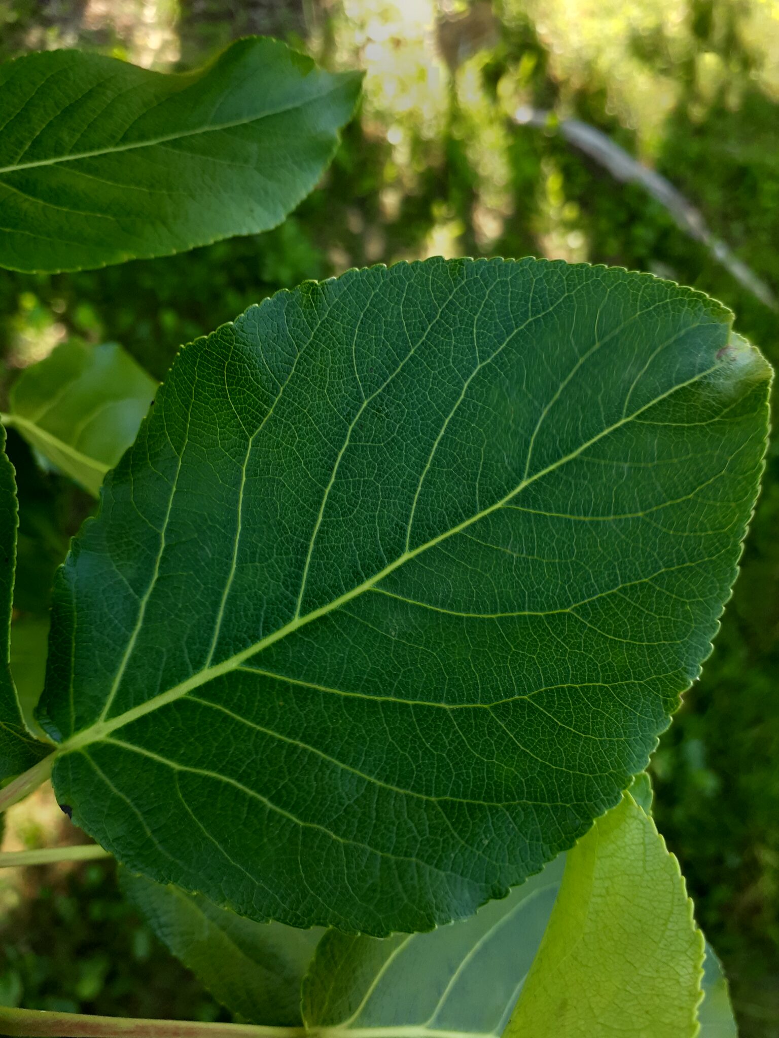 Balsam Poplar