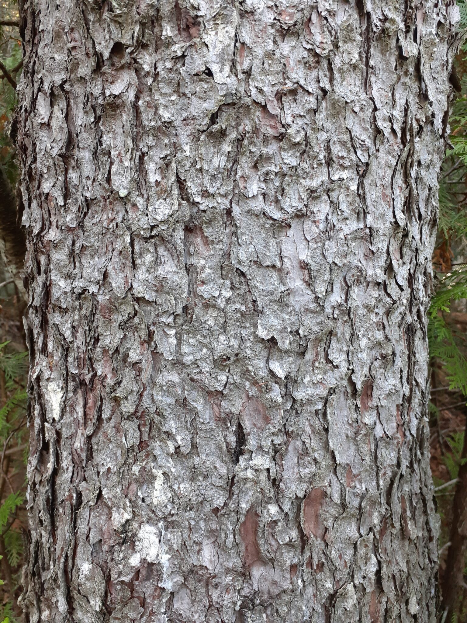 Tamarack